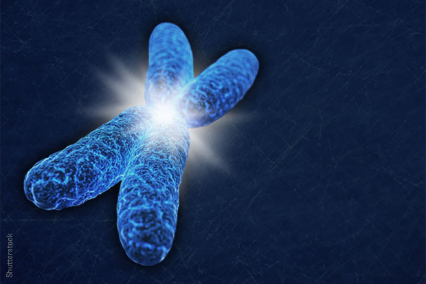 The same but different: reconciling the diversity of centromeres with ...