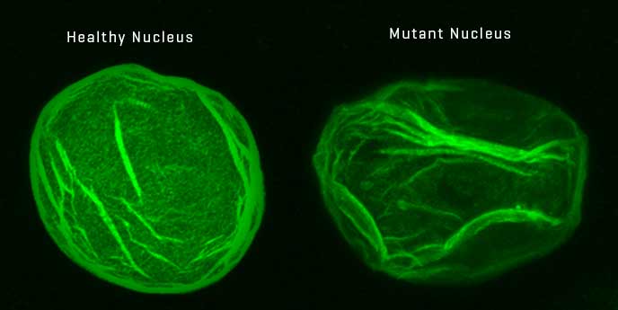Study reveals how cells’ nuclei keep their shape