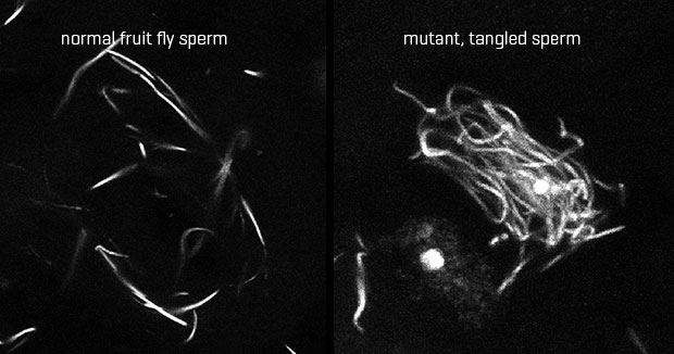 'Mother's Curse' mutation — harmful to males but not females — ID'd for ...
