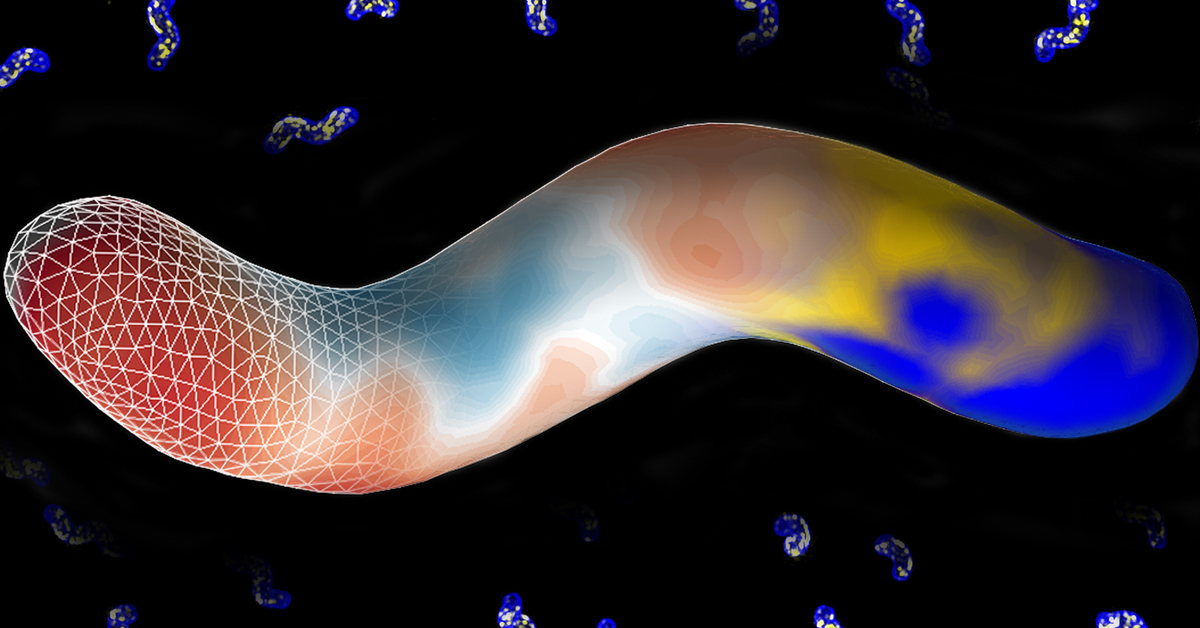 How Helicobacter stays helical | Fred Hutchinson Cancer Center