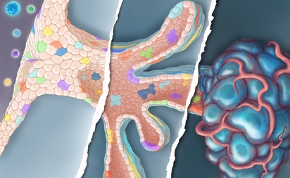 Mutated skin stem cells self-correct to prevent cancer | Fred ...