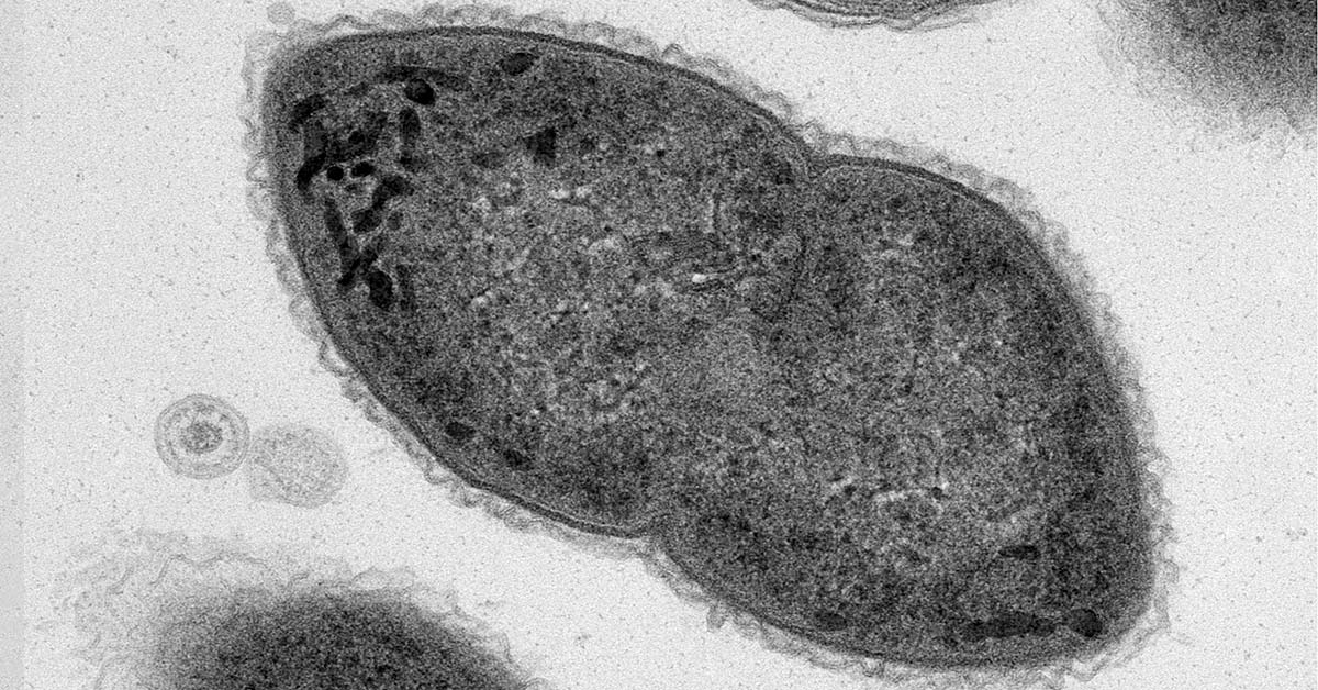 New bacterium named in honor of Fred Hutch | Fred Hutchinson Cancer Center