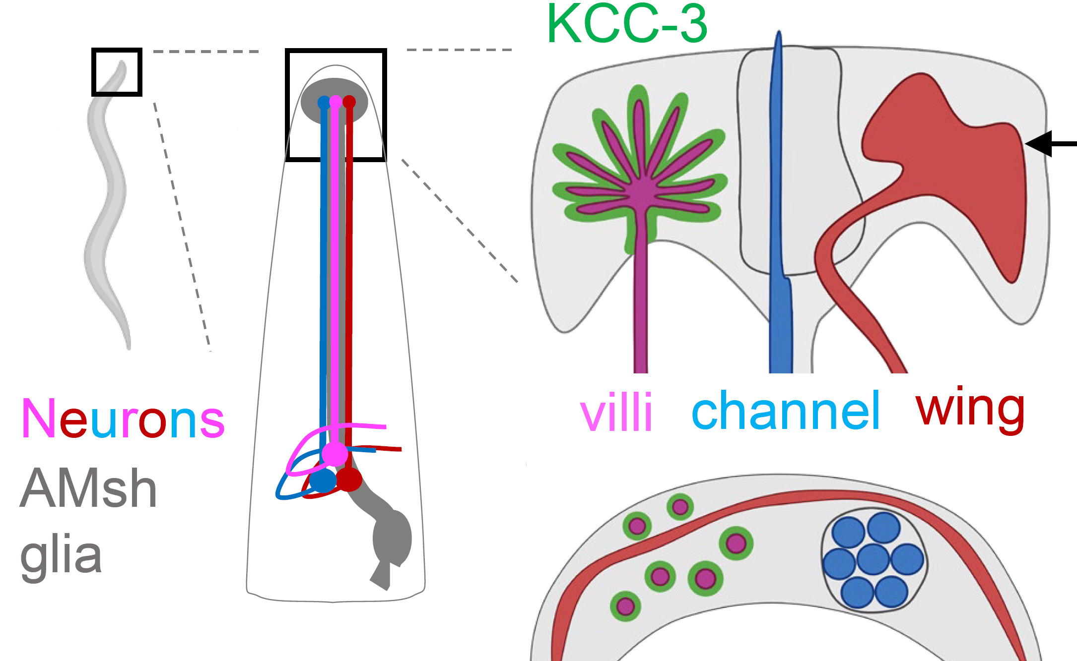 Hutch News | Fred Hutchinson Cancer Center