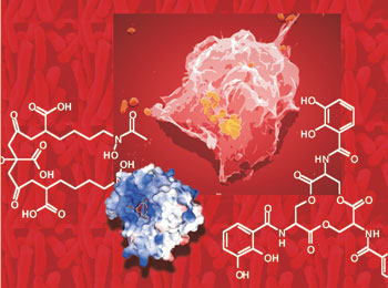 The iron fist of the immune system | Fred Hutchinson Cancer Center