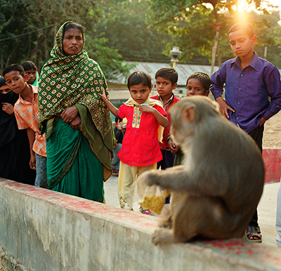 Study: Simian foamy viruses readily occur when humans and macaques in ...