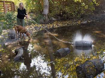 Researchers document rapid, dramatic 'reverse evolution' in the ...