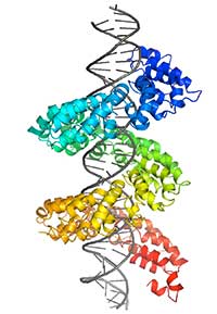 Solving the structure of a protein that shows promise as a DNA ...