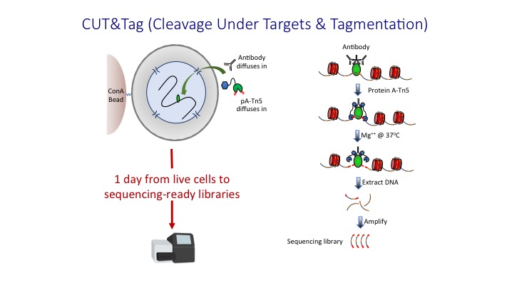 CUT&Tag for the win | Fred Hutchinson Cancer Center