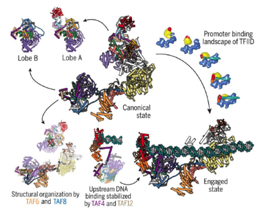 What really happens during transcription initiation? - Fred Hutch