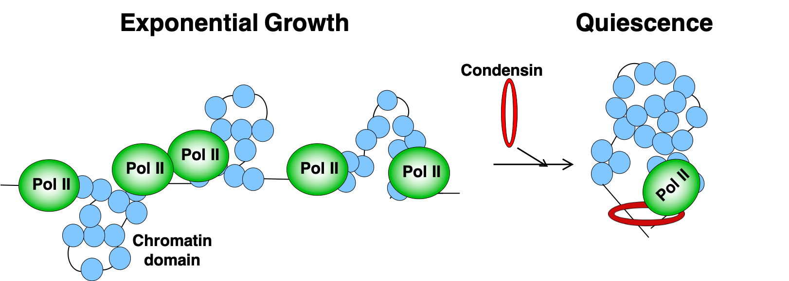 Condensing DNA in dormancy | Fred Hutchinson Cancer Center