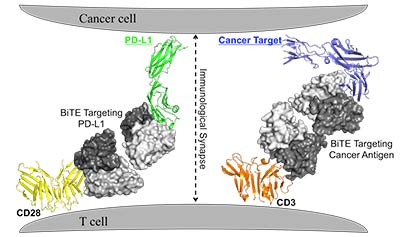 Cancer cells BiTE the dust through SMITE-bispecific mediated T cell ...