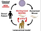 Making a monkey out of MISTRG mice | Fred Hutchinson Cancer Center