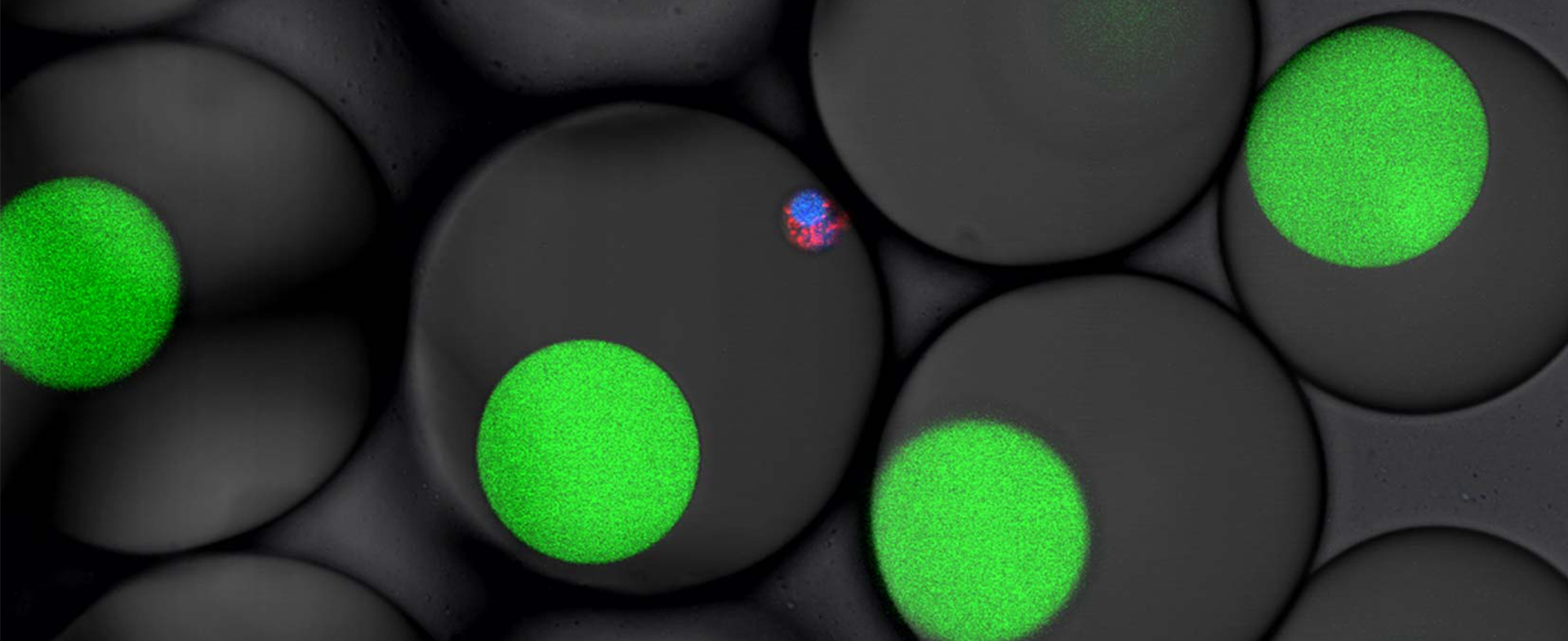 Fred Hutch Innovation Lab