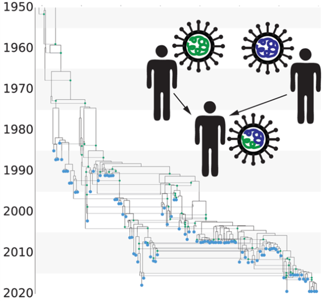 Coronavirus evolution resembles an intersecting network of branches ...