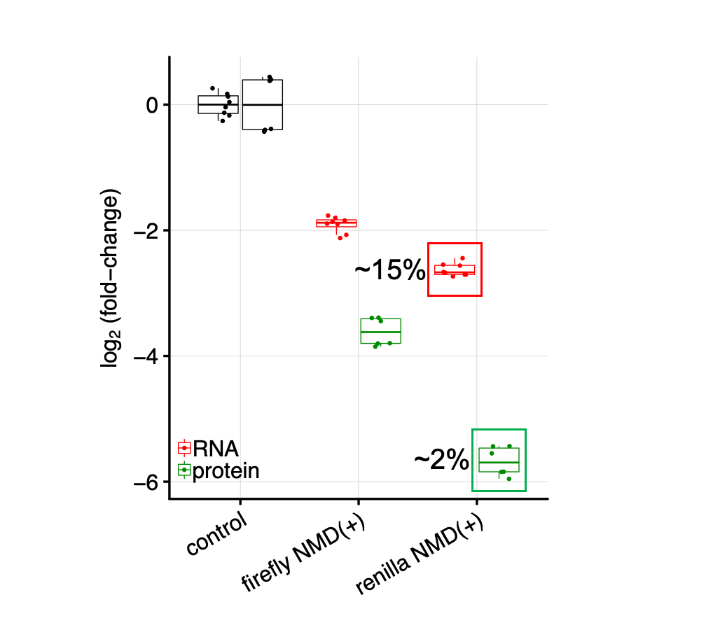 The cell’s two-pronged approach to mitigating genetic errors | Fred ...