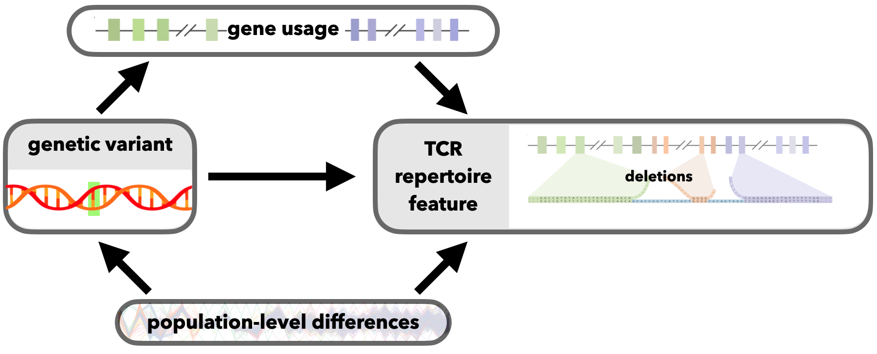 The TCR Shuffle: How your genes help determine your immune response ...