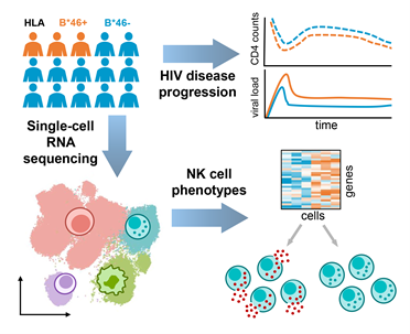Does HIV disease progression differ by ancestry? | Fred Hutchinson ...