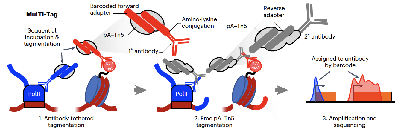 MulTI-Tag: your ticket to profiling chromatin | Fred Hutchinson Cancer ...