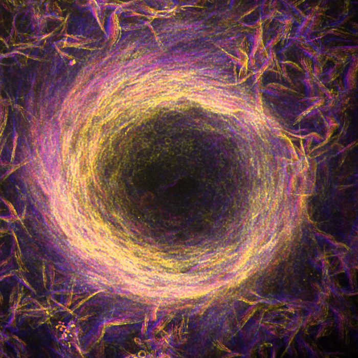 Spiraling inward to heal: a new mechanism for wound closure - Fred Hutch
