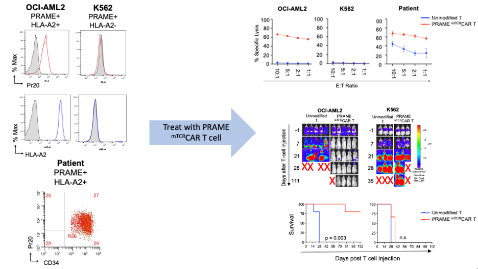Flipping out to develop an intracellular protein-targeting CAR T cell ...
