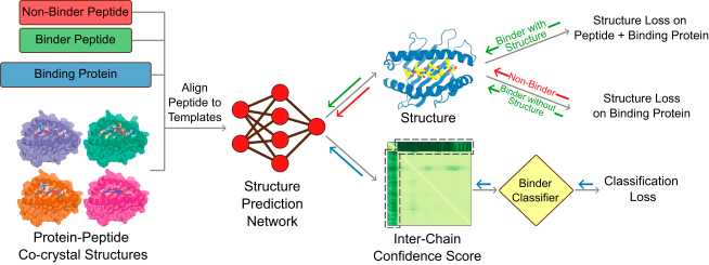 Protein code and shape used to predict peptide-protein interactions ...