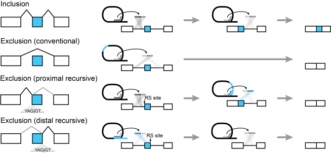 Circling back to RNA sequencing data to map recursive splice sites ...