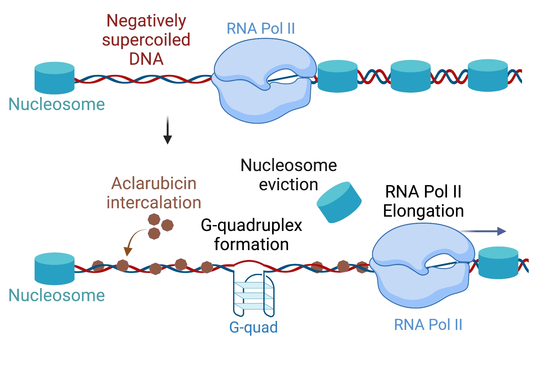 An old drug gets a new look: DNA damaging agent aclarubicin found to ...