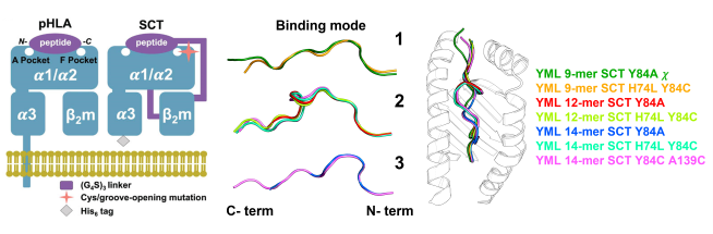 The Dos and Don’ts of designing peptide HLA-I single-chain trimers | Fred Hutchinson Cancer Center