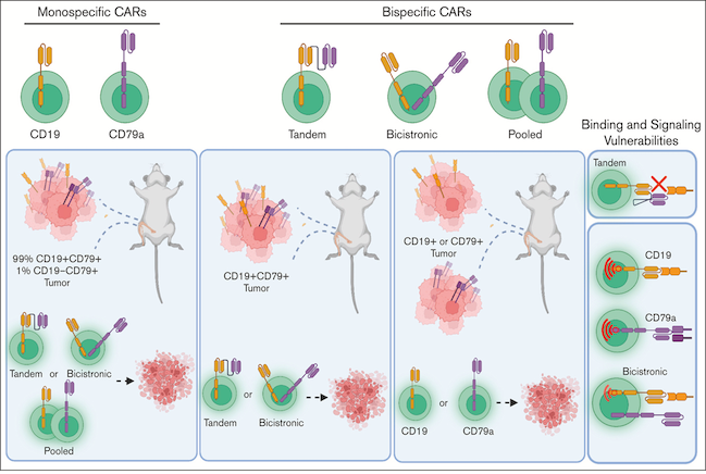 A new study urges CARe when considering multispecific CAR-T cell ...