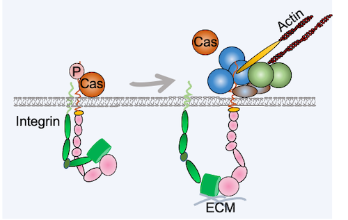 But first, Cas: a 2-step model for focal adhesion assembly | Fred ...
