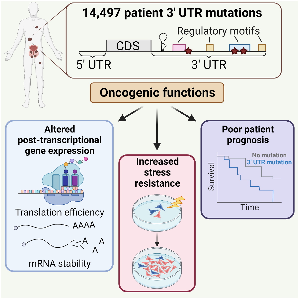Shifting the spotlight away from coding regions uncovers that 3’UTR mutations may contribute to ...