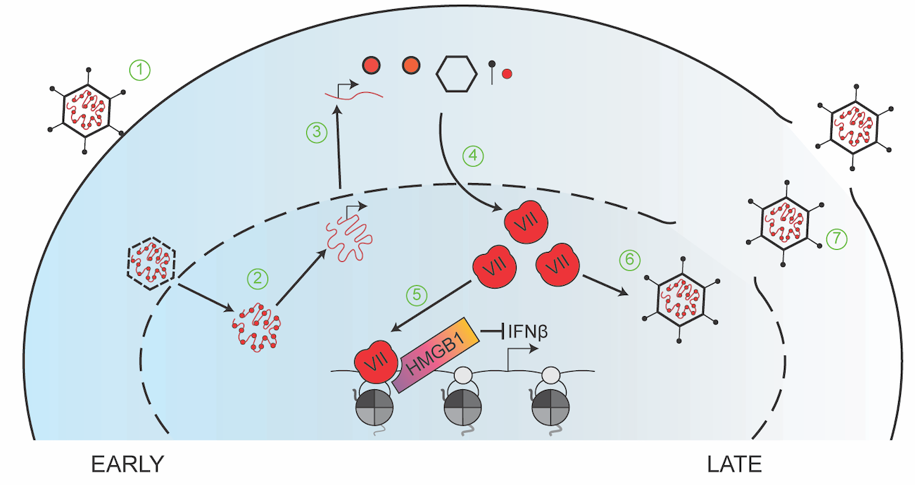 Adenovirus Infection Visualising Viral Infection With