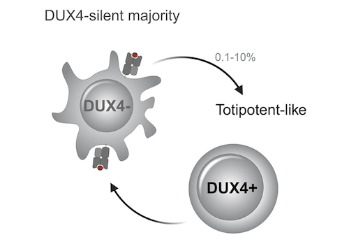 Ephemeral yet consequential: DUX4 activates an early embryonic program ...