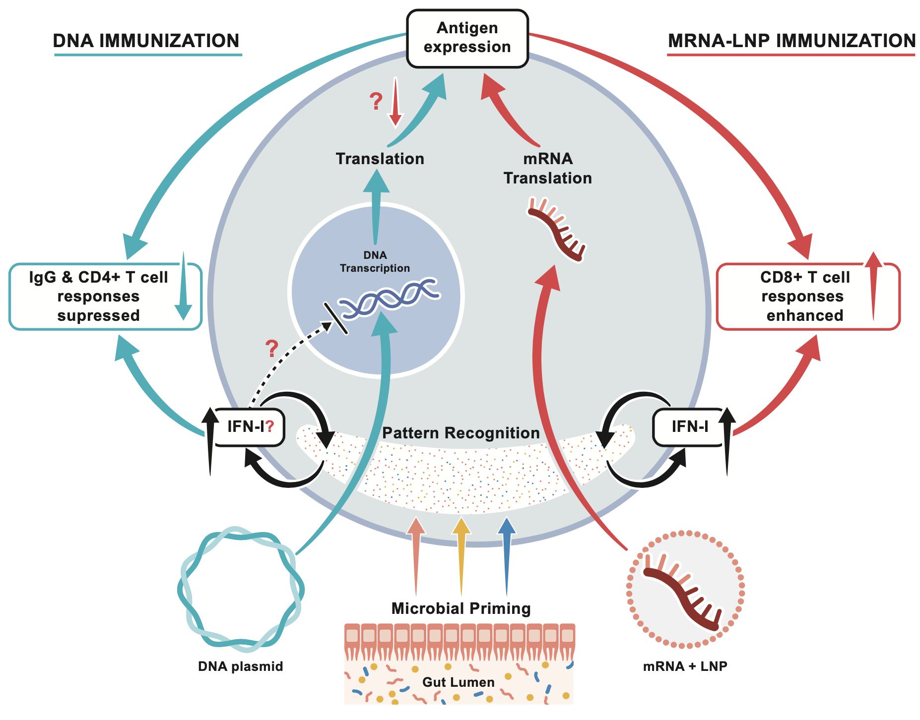 Do our own bugs determine our response to vaccines? – Likely yes ...