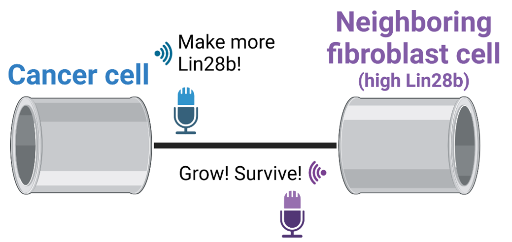 Two cans and a string: cancer cells can communicate with neighboring ...