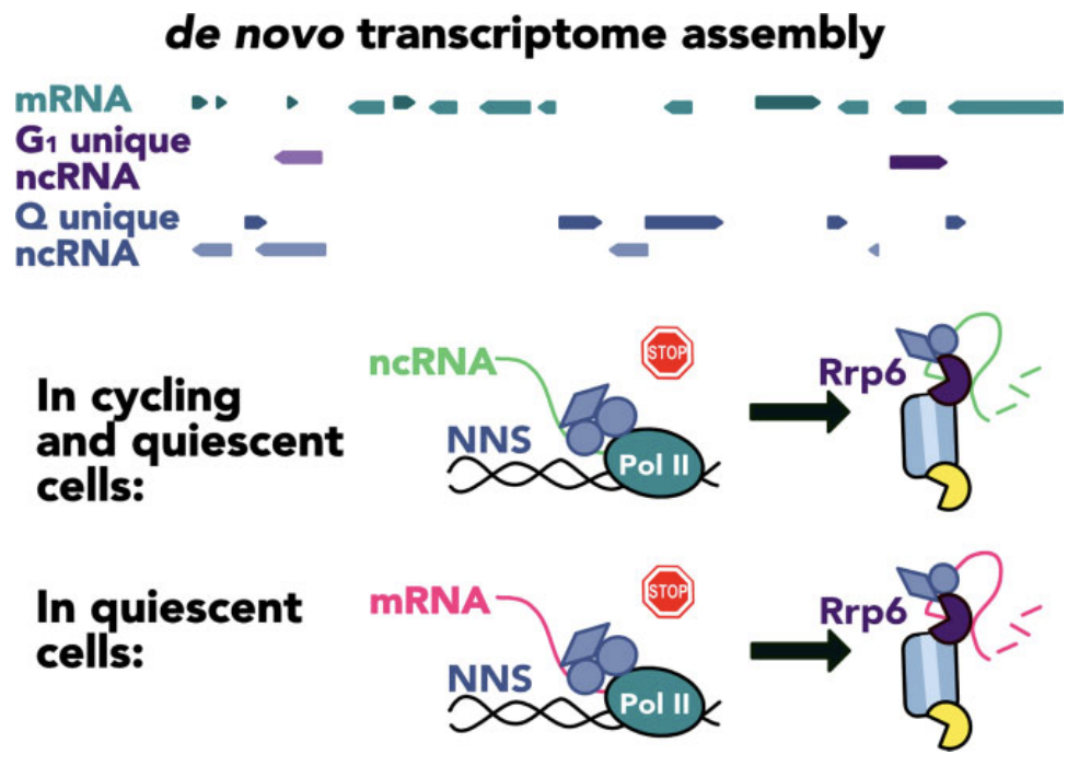 Actively inactive: the regulation of RNA during quiescence in yeast ...