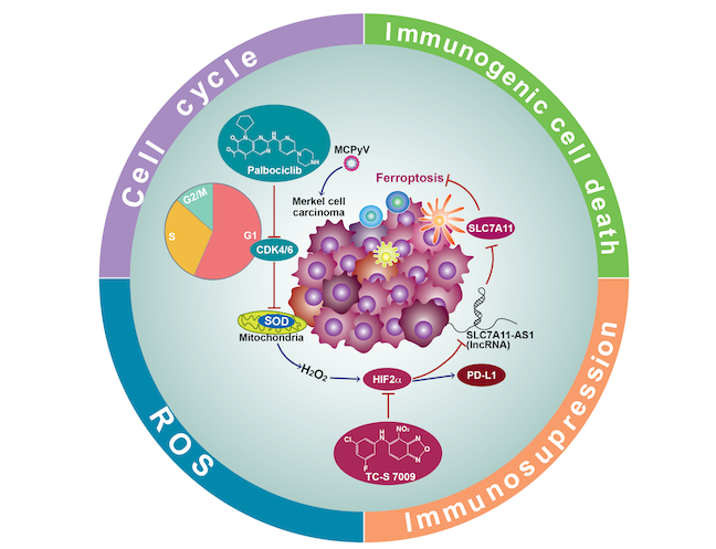 A one-two punch to battle Merkel Cell Carcinoma | Fred Hutchinson ...