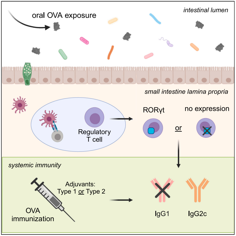 Hard to swallow? RORγt expression in Tregs may not regulate oral ...