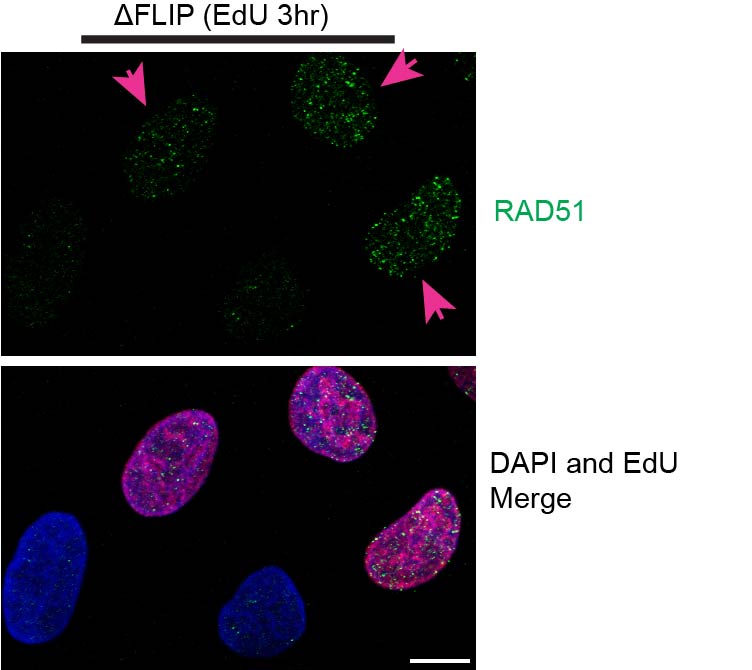 Novel protein FLIP protects cells against DNA damage and ensures cell ...