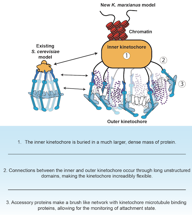 For the first time! Kinetochore architecture of a thermophilic yeast ...