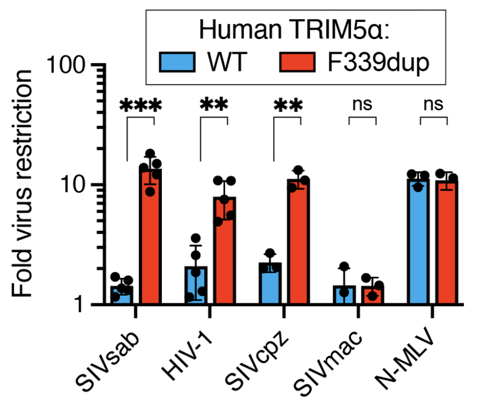 Indels: not merely a nuisance in protein evolution - Fred Hutch