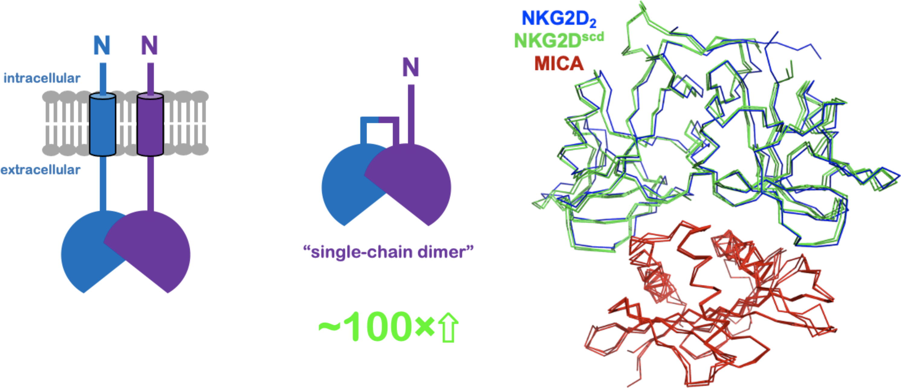 Two steps forward, one step back for targeting NKG2D in cancer ...