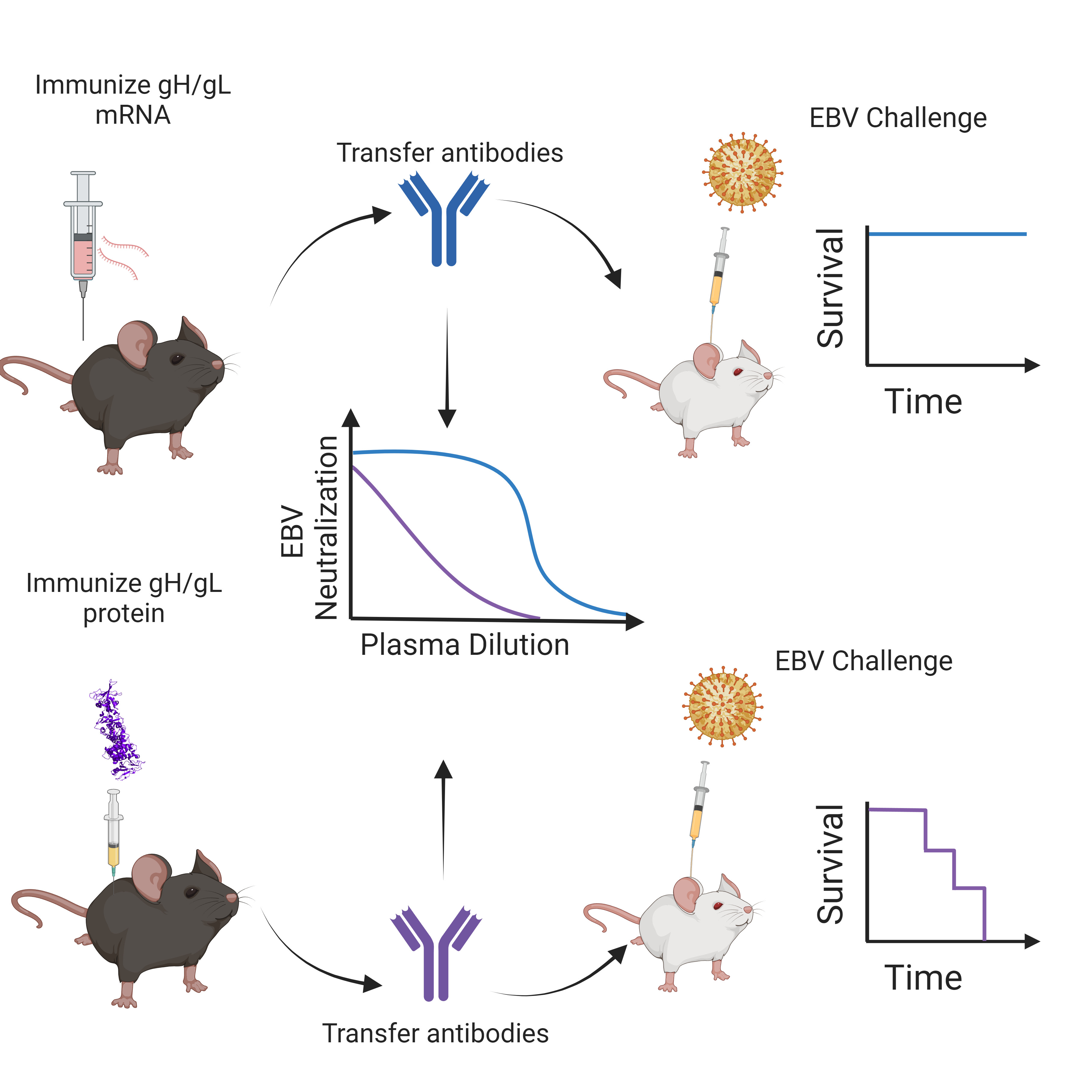 Repping Epstein-Barr virus: RNA vaccine protects against cancer in mice ...