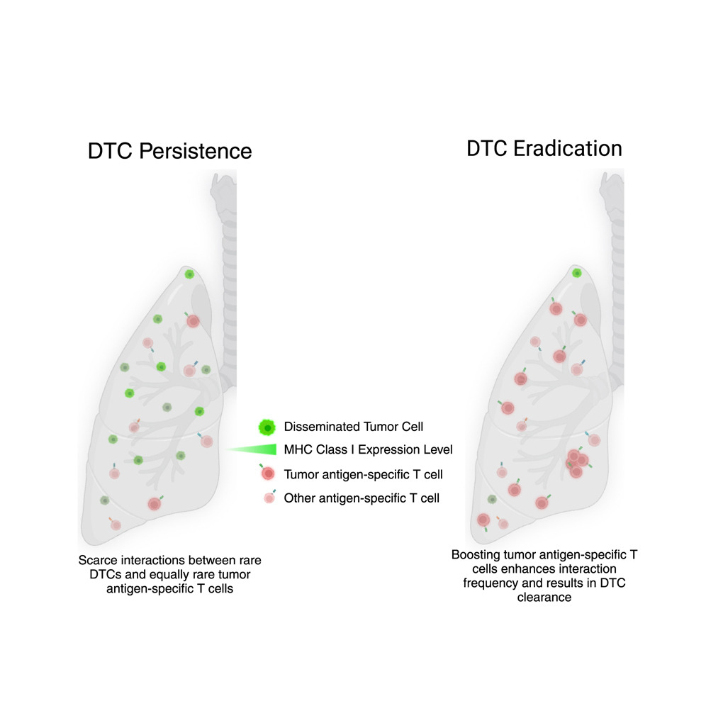 Playing hide-and-seek with DTCs: new CAR-T therapy reduces risk of ...