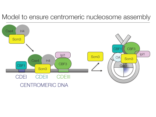 Snapping the histone CENP-A in place for high-fidelity cell division ...