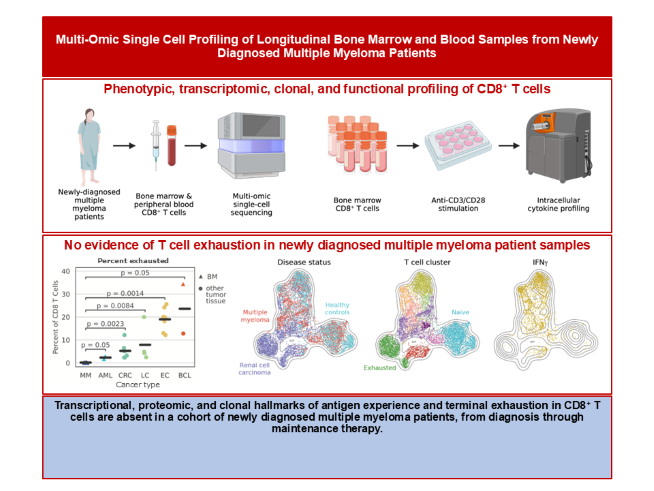 New insights into T cell function in multiple myeloma patients | Fred Hutchinson Cancer Center
