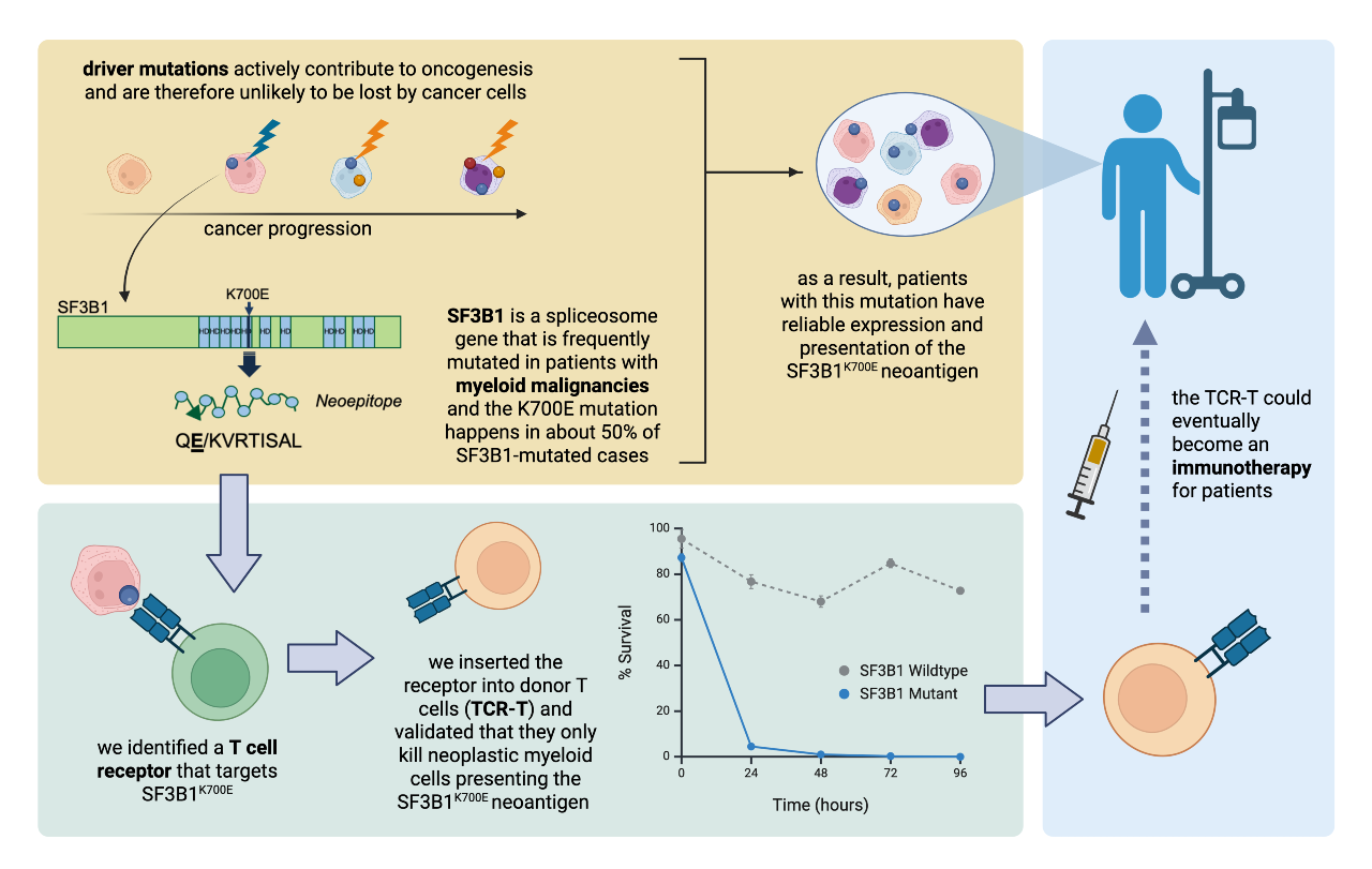 Glitch to switch: Turning spliceosome mutations into immune targets ...