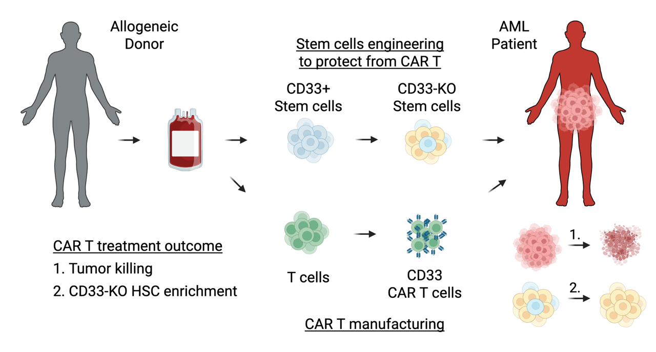 Stealing a base from cancer: precision editing for safer immunotherapy ...