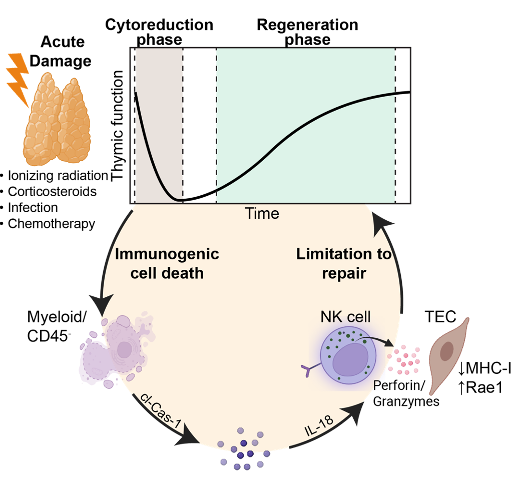 Naturally killing thymus regeneration
