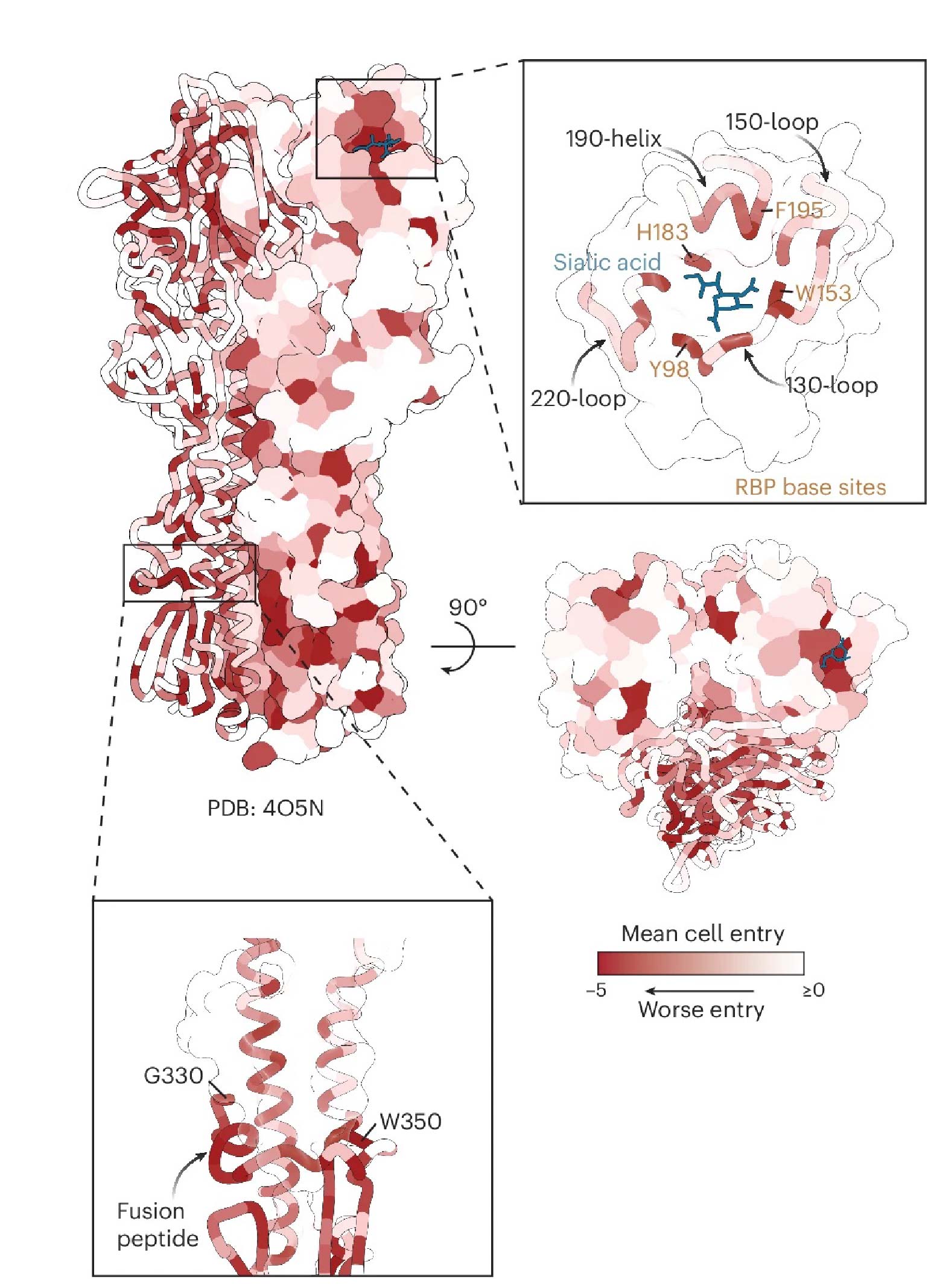 Deep mutational scanning gives new insights into flu virus evolution ...